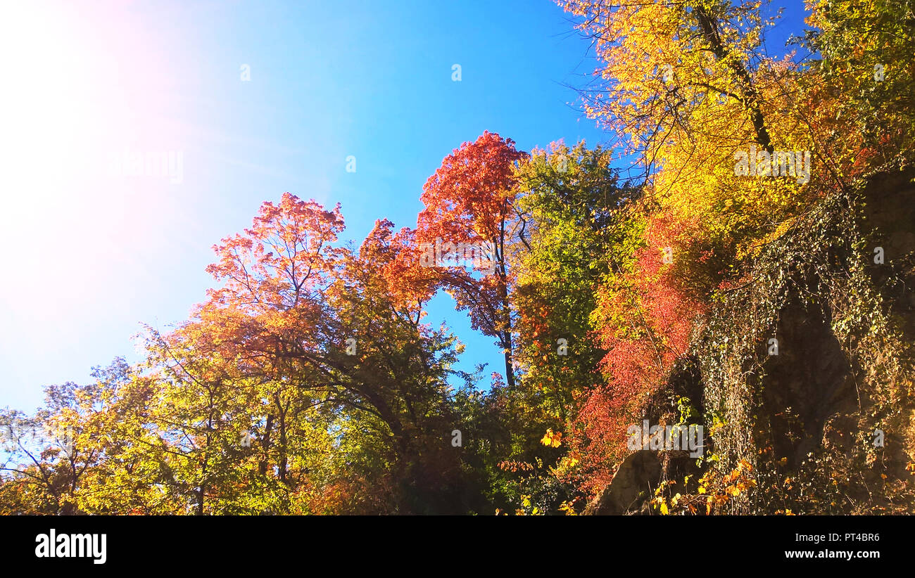 Trees with a beautiful fall color palette in the sunlight Stock Photo ...