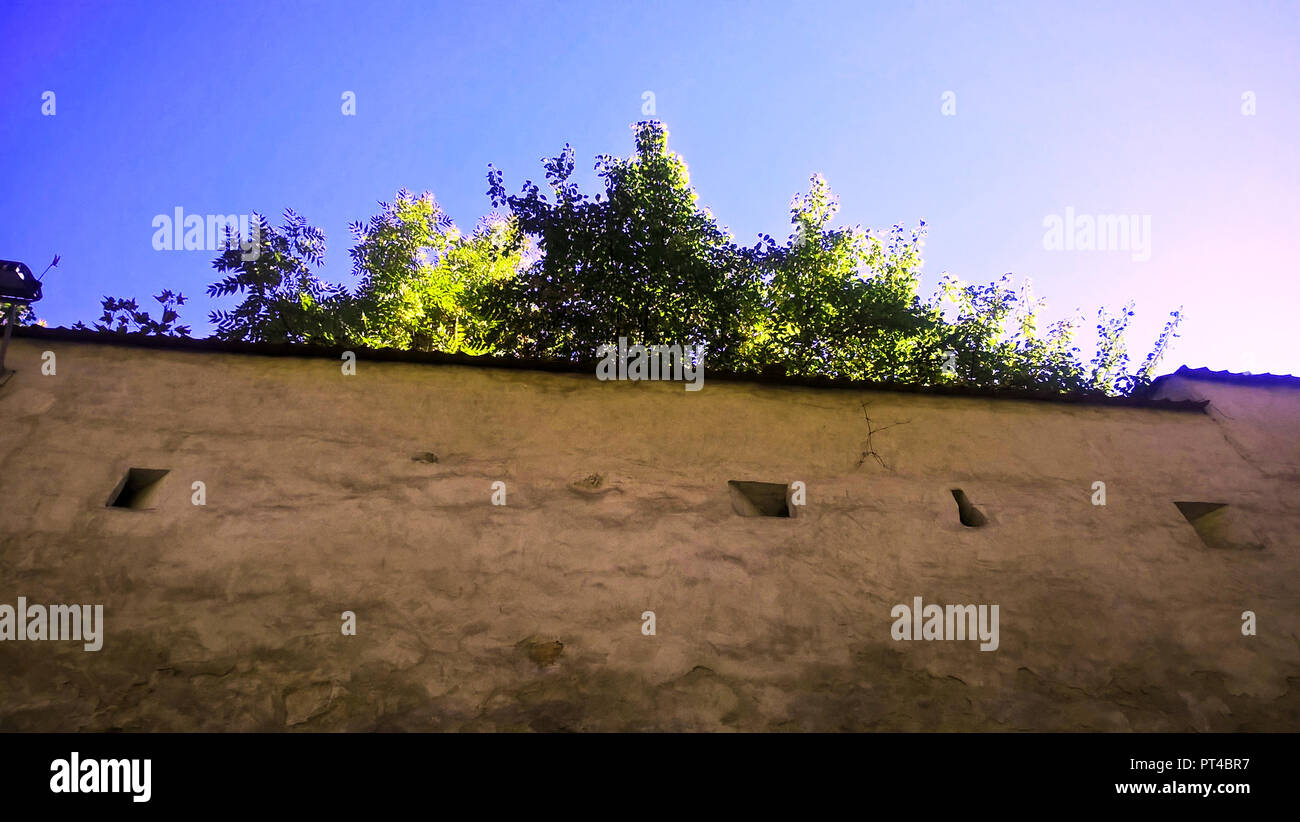 Green vegetation above an old middle age wall Stock Photo - Alamy