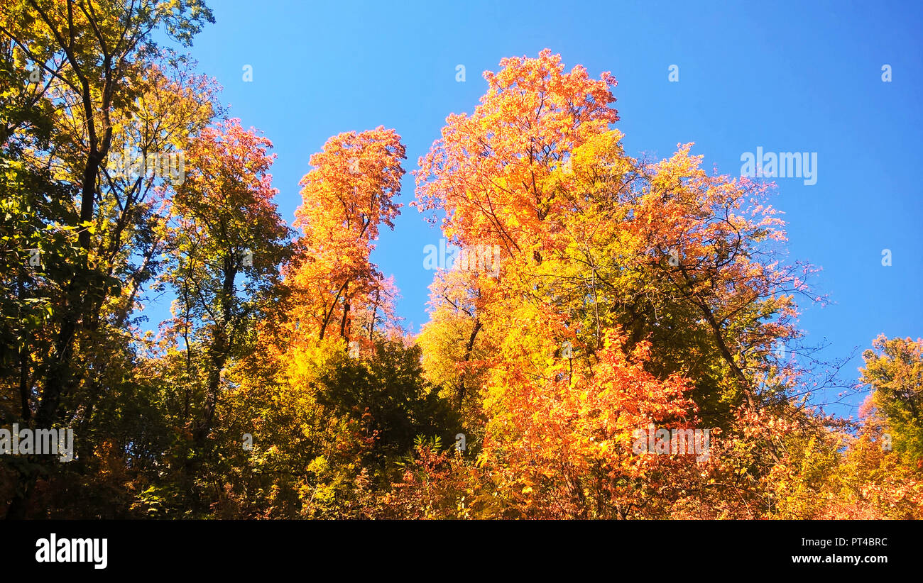 Trees with a beautiful fall color palette in the sunlight Stock Photo ...