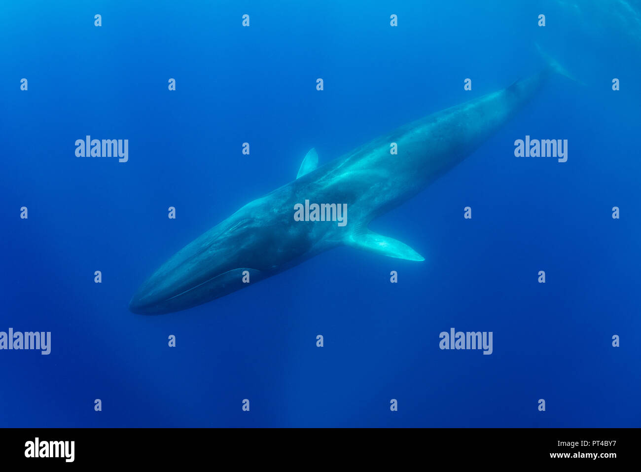 Fin whale, Pico Island, The Azores Stock Photo - Alamy