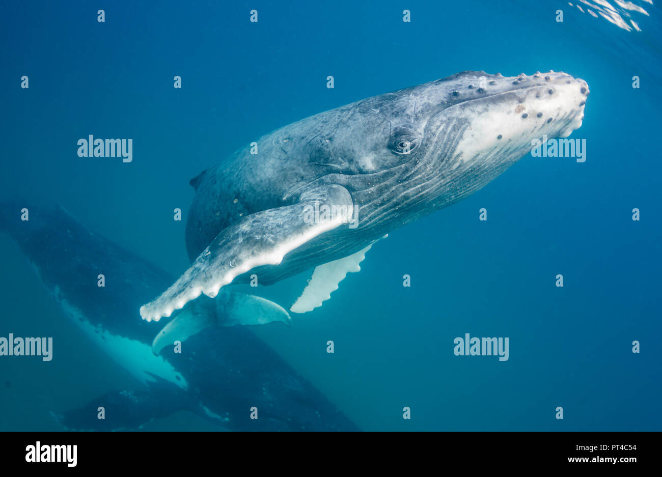 Humpback whale calf, Vava'u Tonga Stock Photo - Alamy