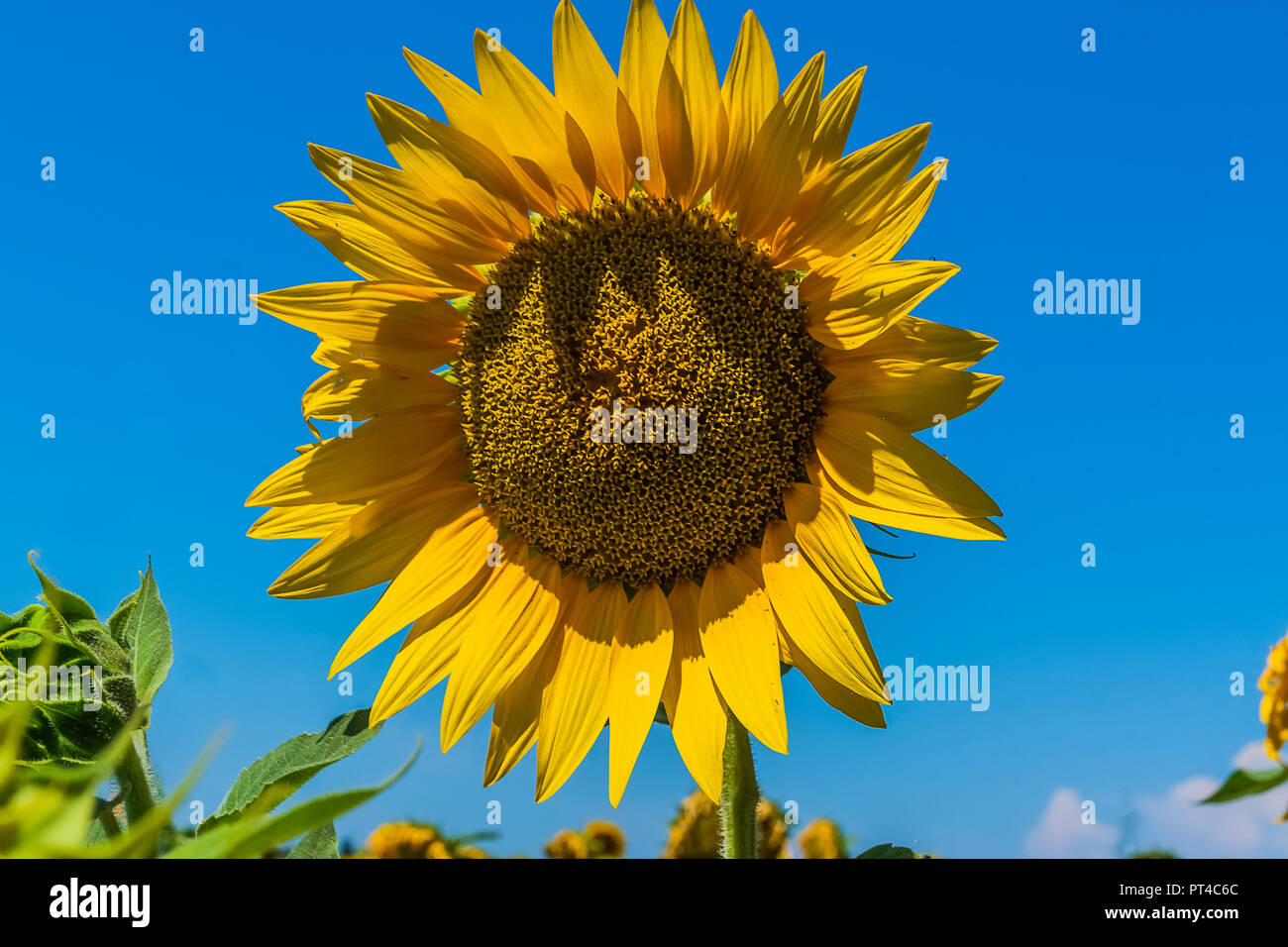 Big sunflower in field hi-res stock photography and images - Alamy