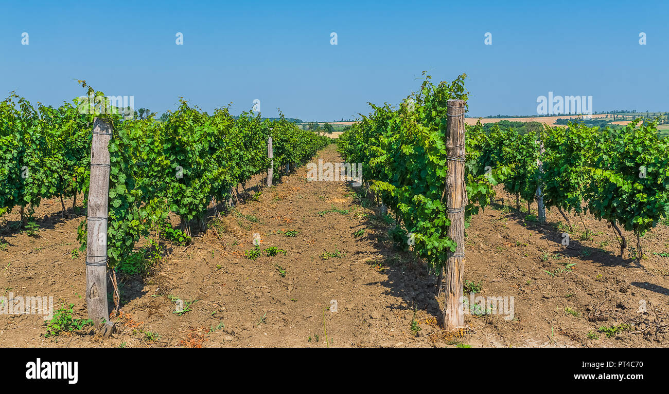 Beautiful landscape of Vineyards in Russia, Kuban, Anapa region Stock ...