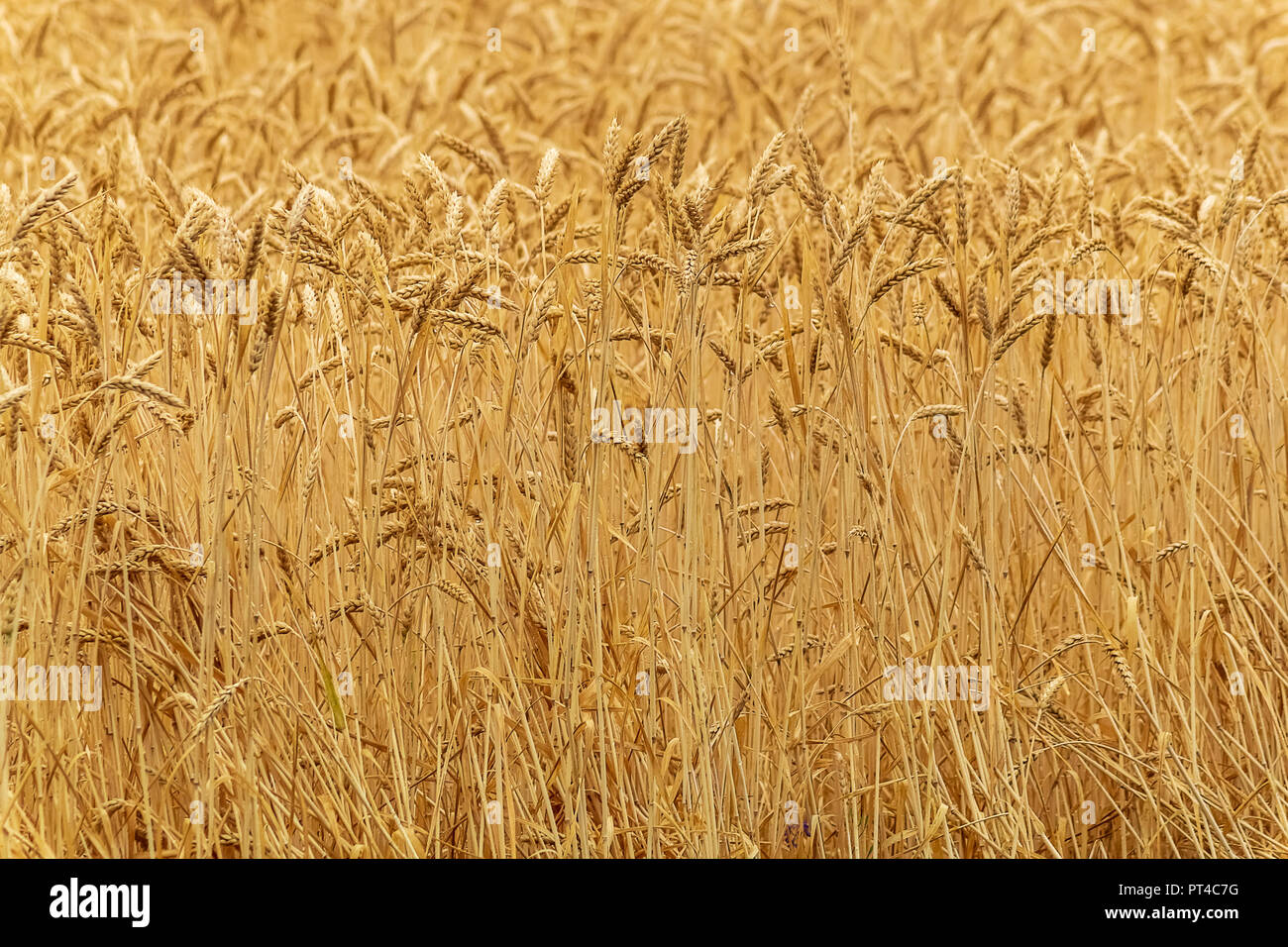 Wheat field background, in summer day, natural light, focus on ...
