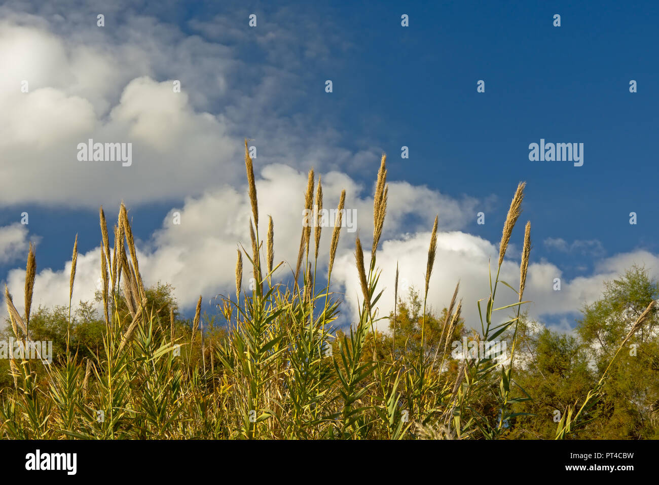 Reed tops hi-res stock photography and images - Alamy