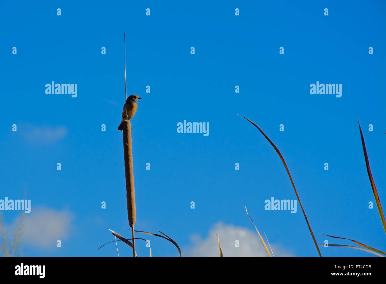 Robin reed hi-res stock photography and images - Alamy