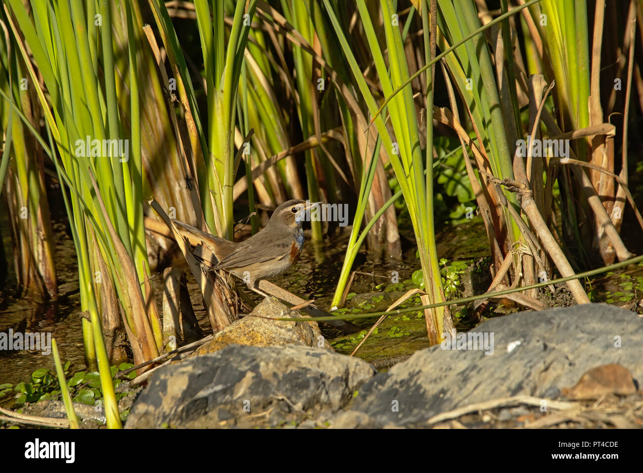 Swamp robin hi-res stock photography and images - Alamy