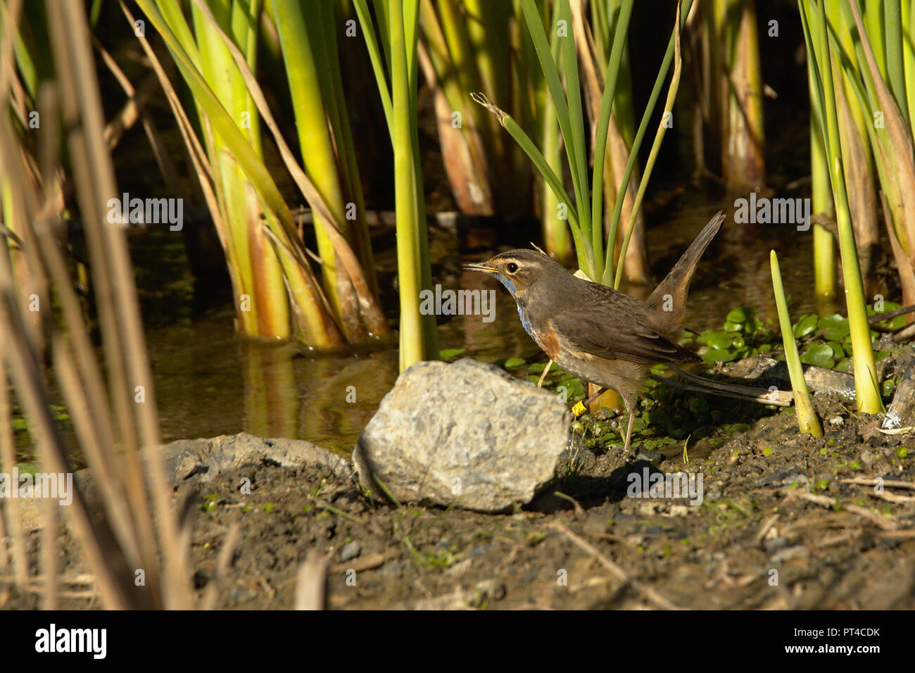 Swamp robin hi-res stock photography and images - Alamy
