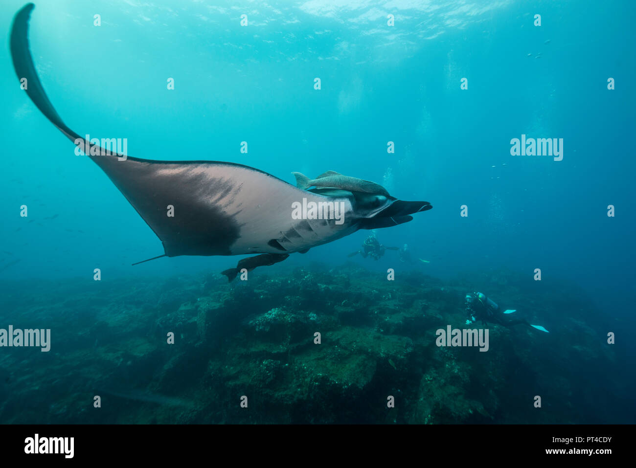 Manta ray, Revillagigedo Islands, Mexico Stock Photo - Alamy