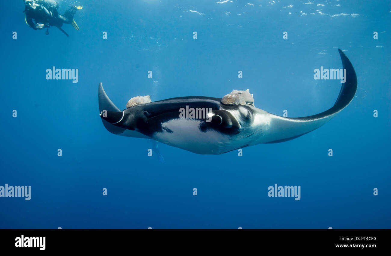 Manta ray, Revillagigedo Islands, Mexico Stock Photo - Alamy