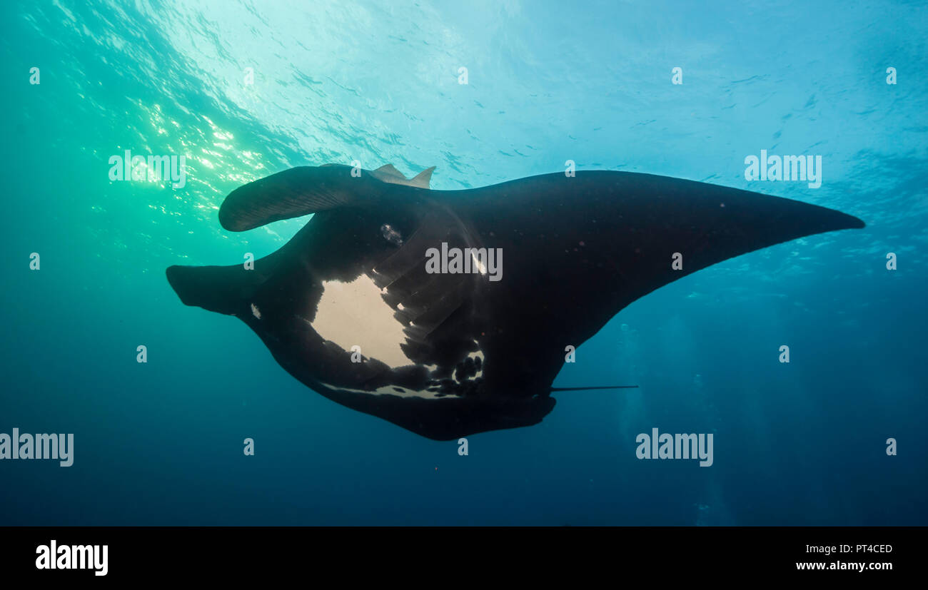 Manta ray, Revillagigedo Islands, Mexico Stock Photo - Alamy