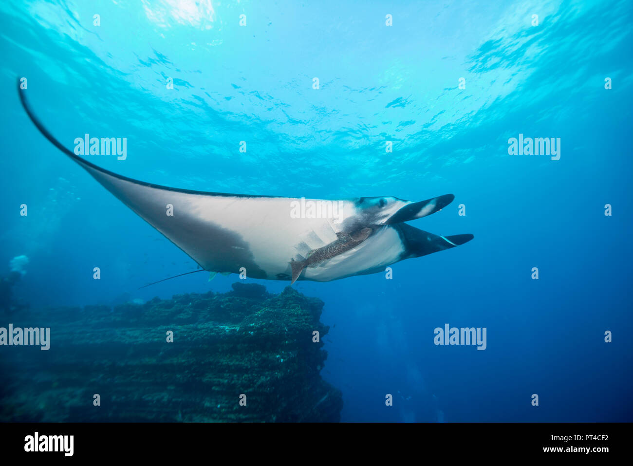 Manta ray, Revillagigedo Islands, Mexico Stock Photo - Alamy