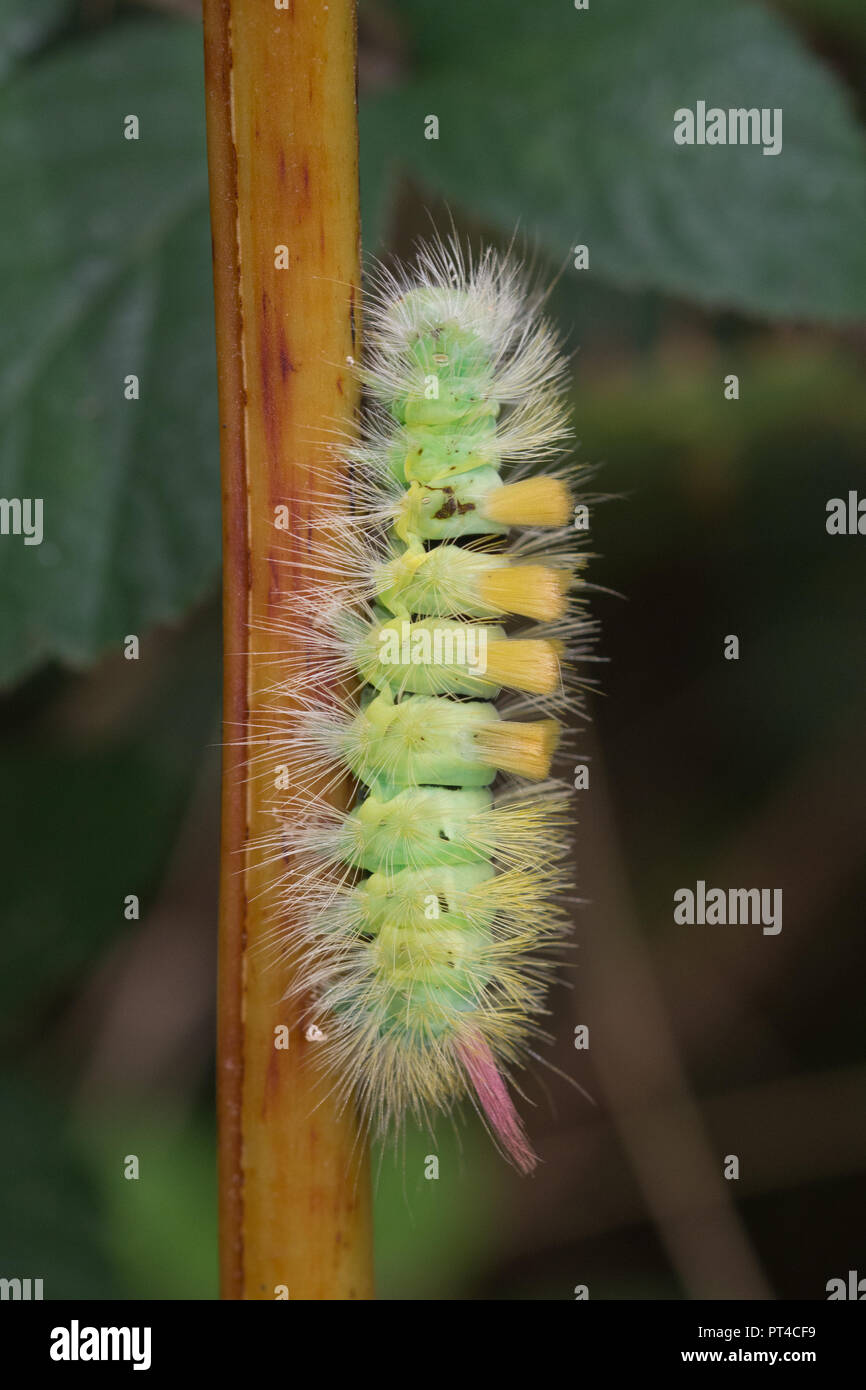 Pale tussock moth caterpillar (Calliteara pudibunda larva Stock Photo ...