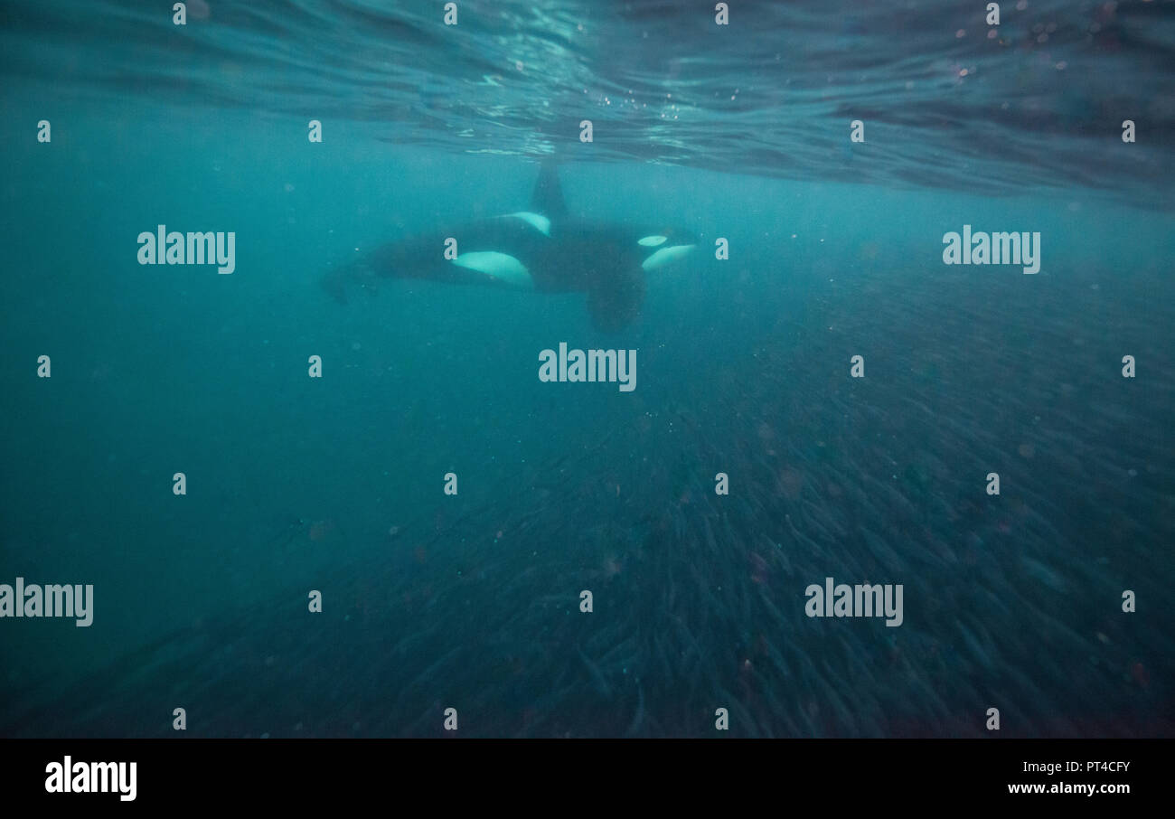 Killer whales hi-res stock photography and images - Alamy