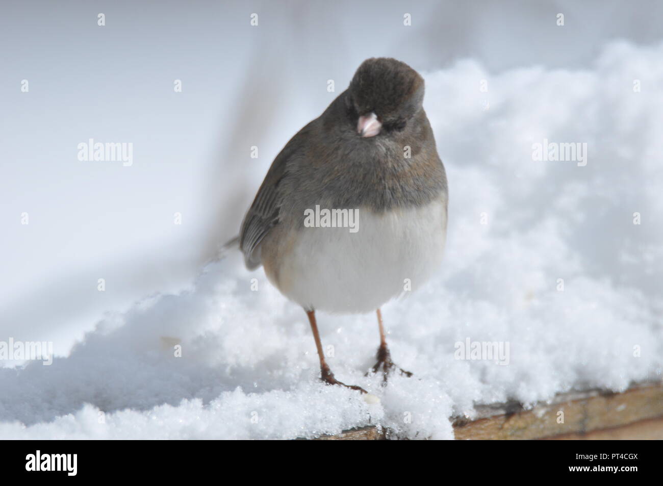 Junco cute bird hi-res stock photography and images - Alamy