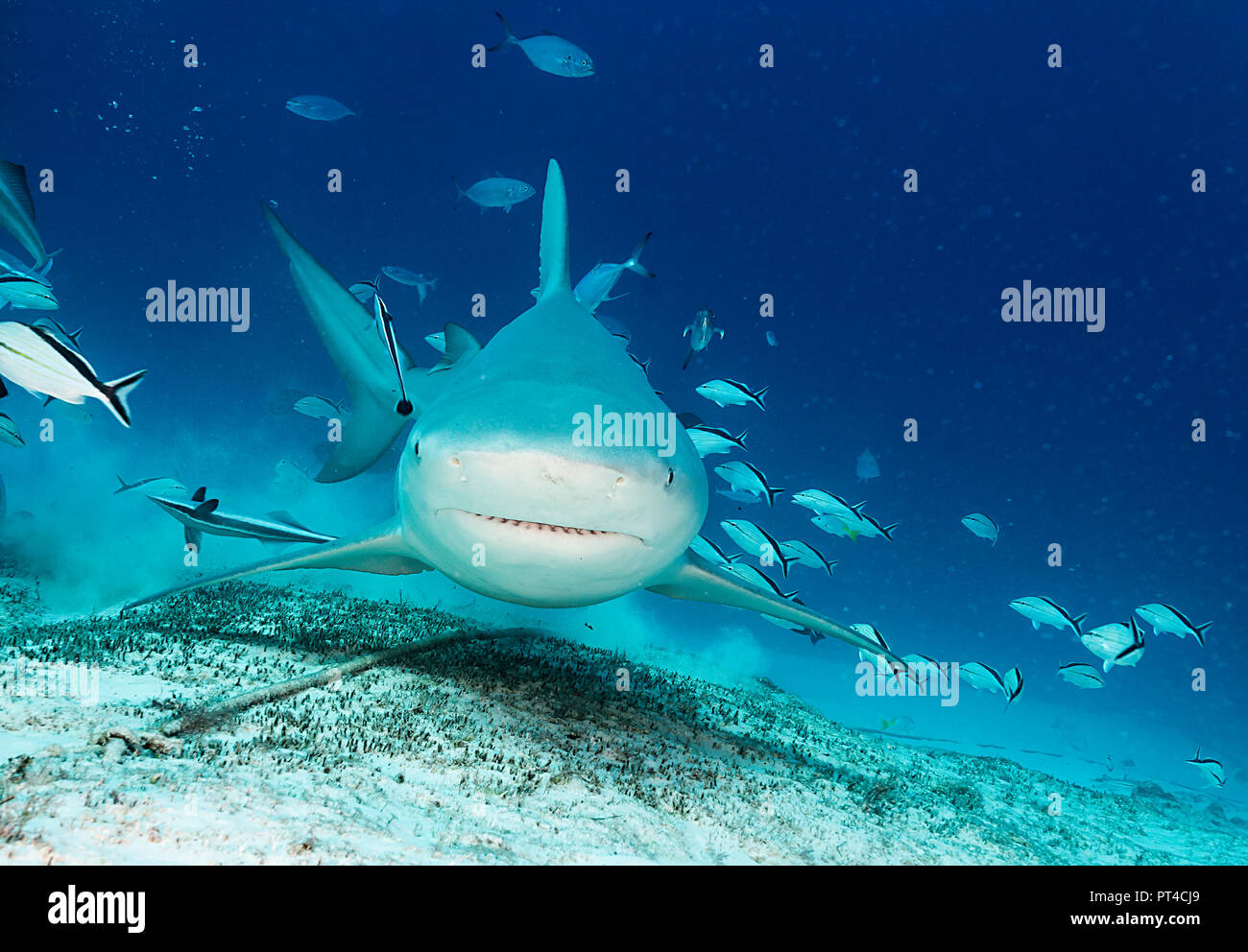 Bull shark hi-res stock photography and images - Alamy