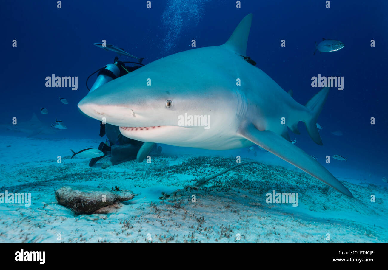 Bull shark during a shark feeding dive, Yucatan, Mexico Stock Photo - Alamy