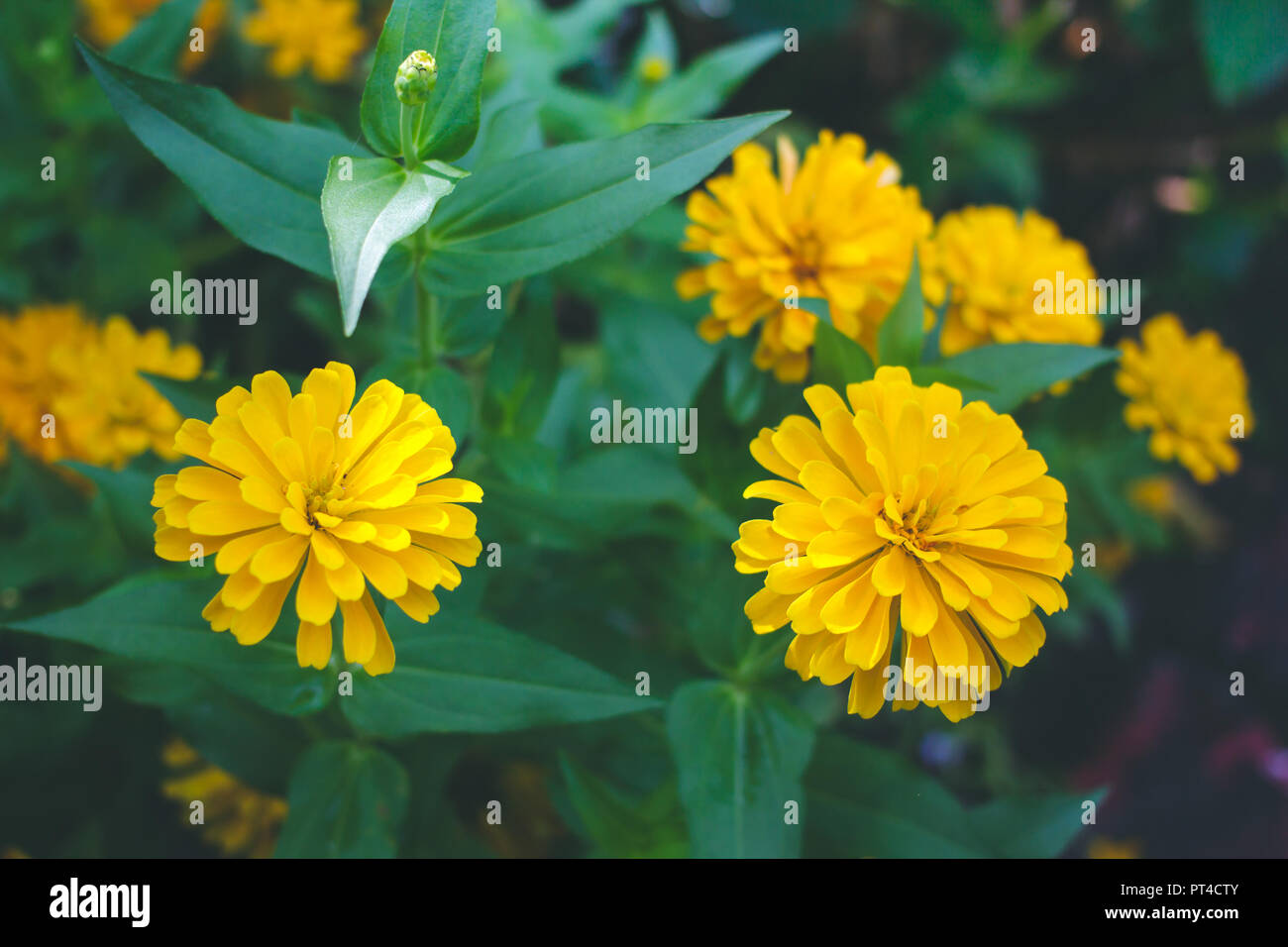 Yellow zinnia flower, beautiful yellow zinnia flower in park Stock ...