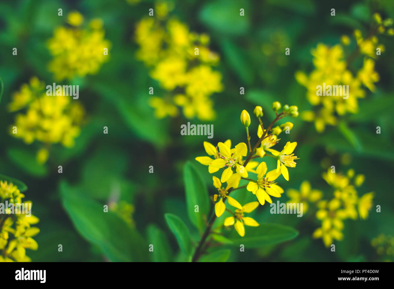 Galphimia glauca hi-res stock photography and images - Alamy