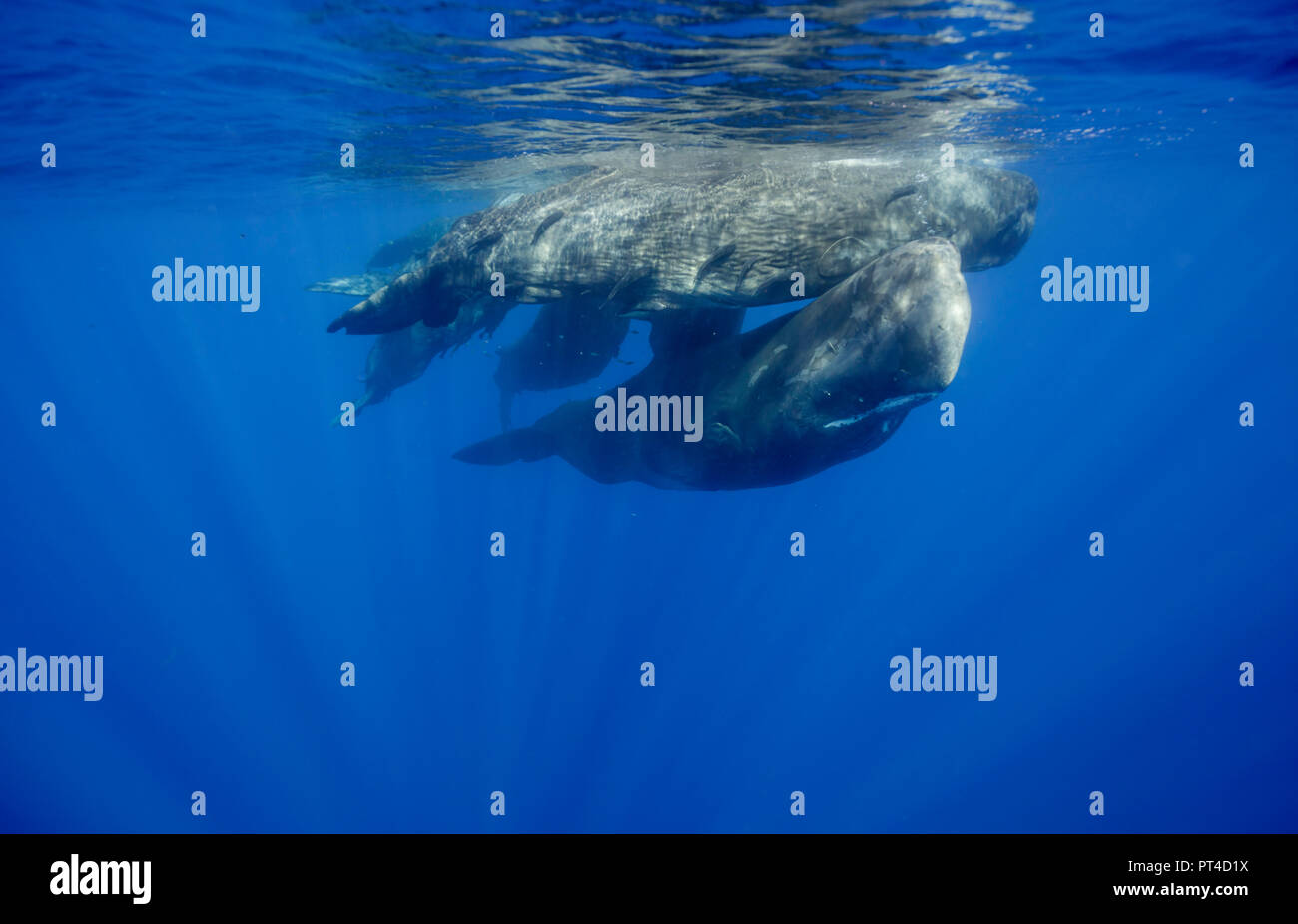 Sperm whales socializing, Indian Ocean, Mauritius Stock Photo - Alamy