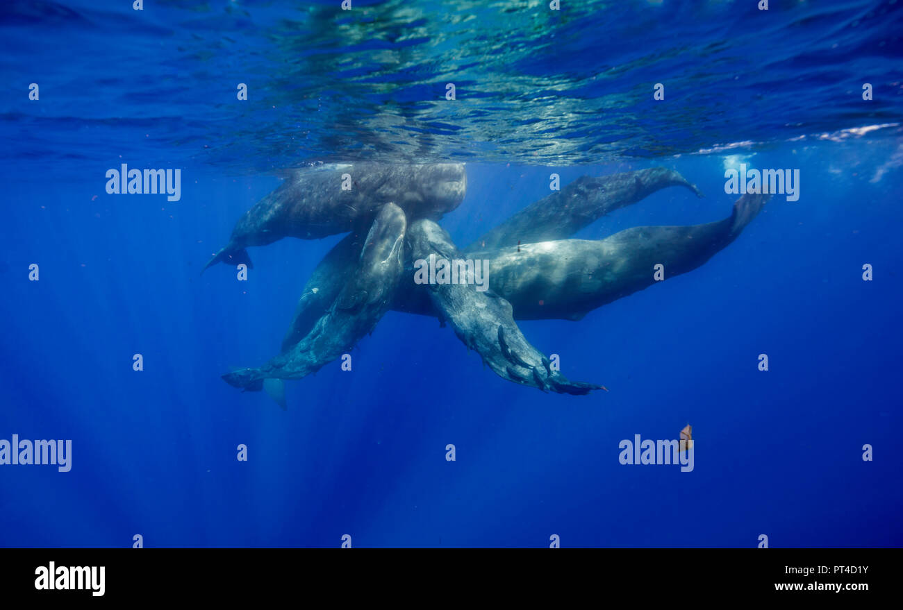 Sperm whales socializing, Indian Ocean, Mauritius Stock Photo - Alamy