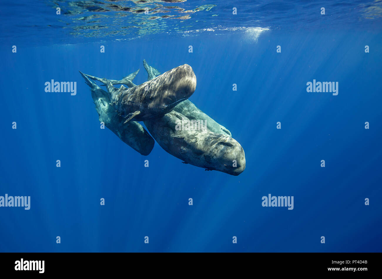 Sperm whales socializing, Indian Ocean, Mauritius Stock Photo - Alamy