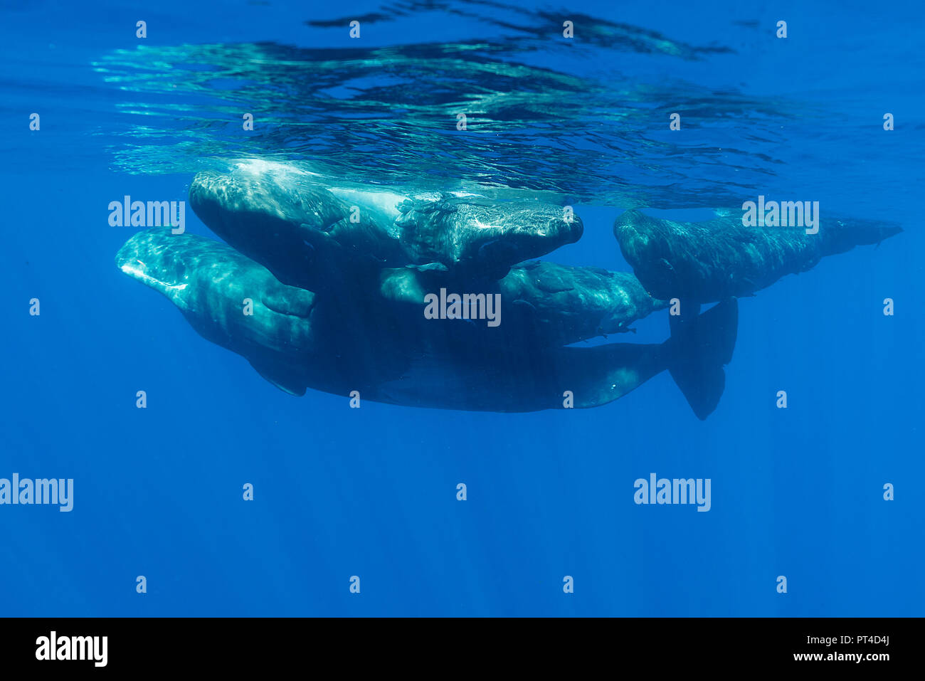 Sperm whales socializing, Indian Ocean, Mauritius Stock Photo - Alamy