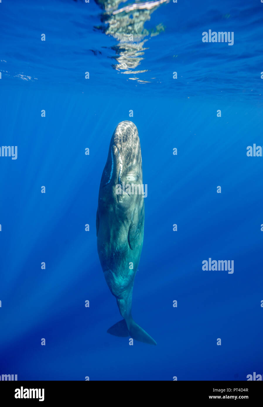 Sperm whale sleeping, Indian Ocean, Mauritius Stock Photo - Alamy