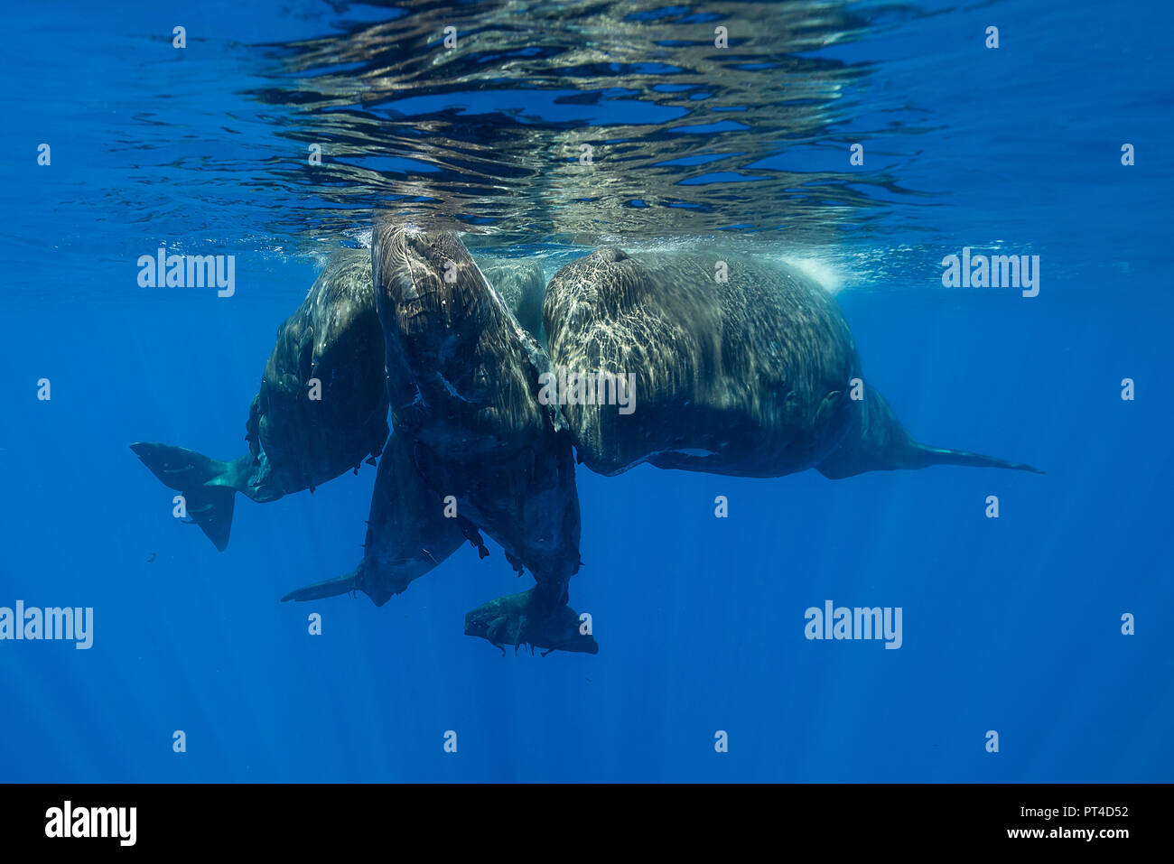Sperm whales socializing, Indian Ocean, Mauritius Stock Photo - Alamy