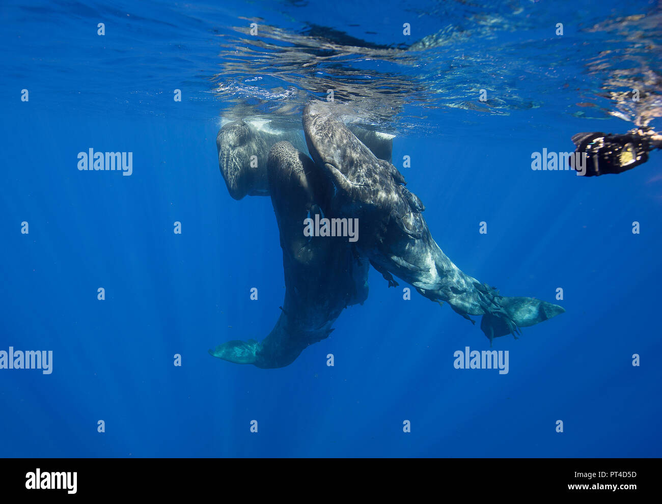 Pod sperm whales in ocean hi-res stock photography and images - Alamy