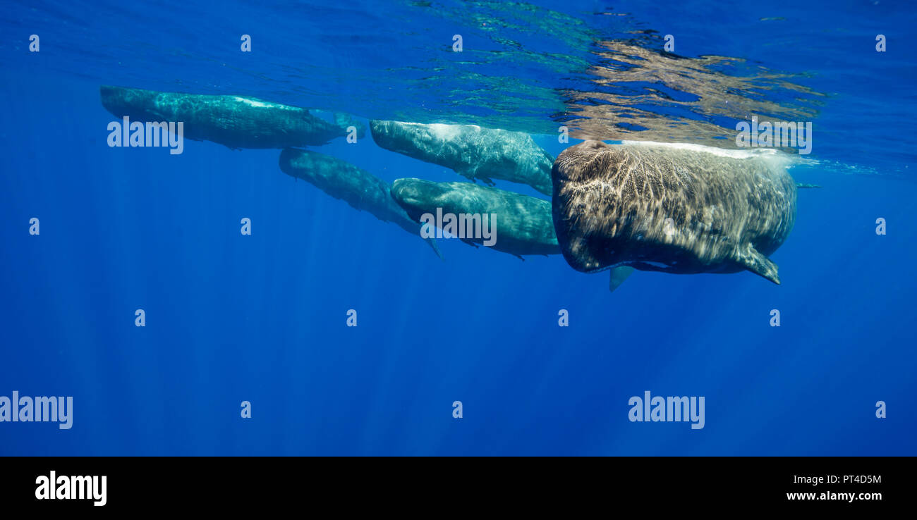 Sperm whales socializing, Indian Ocean, Mauritius Stock Photo - Alamy