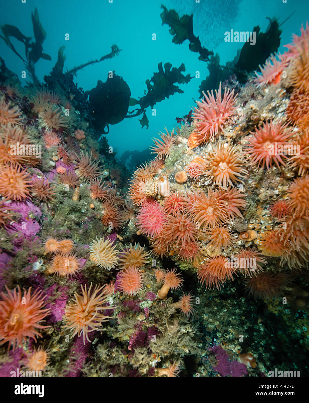 Cold water anemones on a coral reef in Arctic Svalbard Stock Photo - Alamy