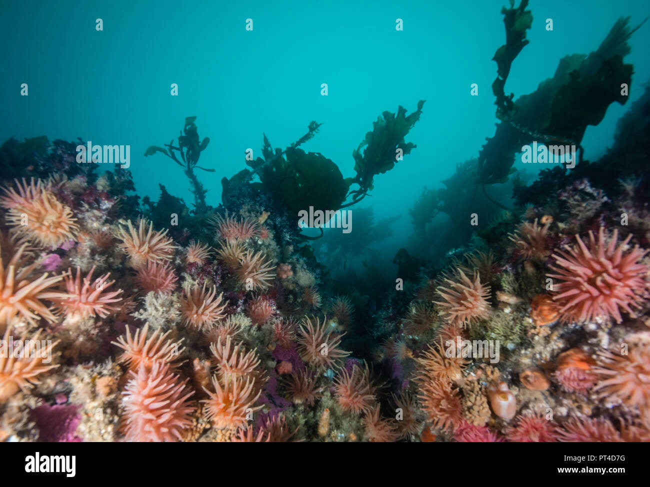 Cold water anemones on a coral reef in Arctic Svalbard Stock Photo - Alamy