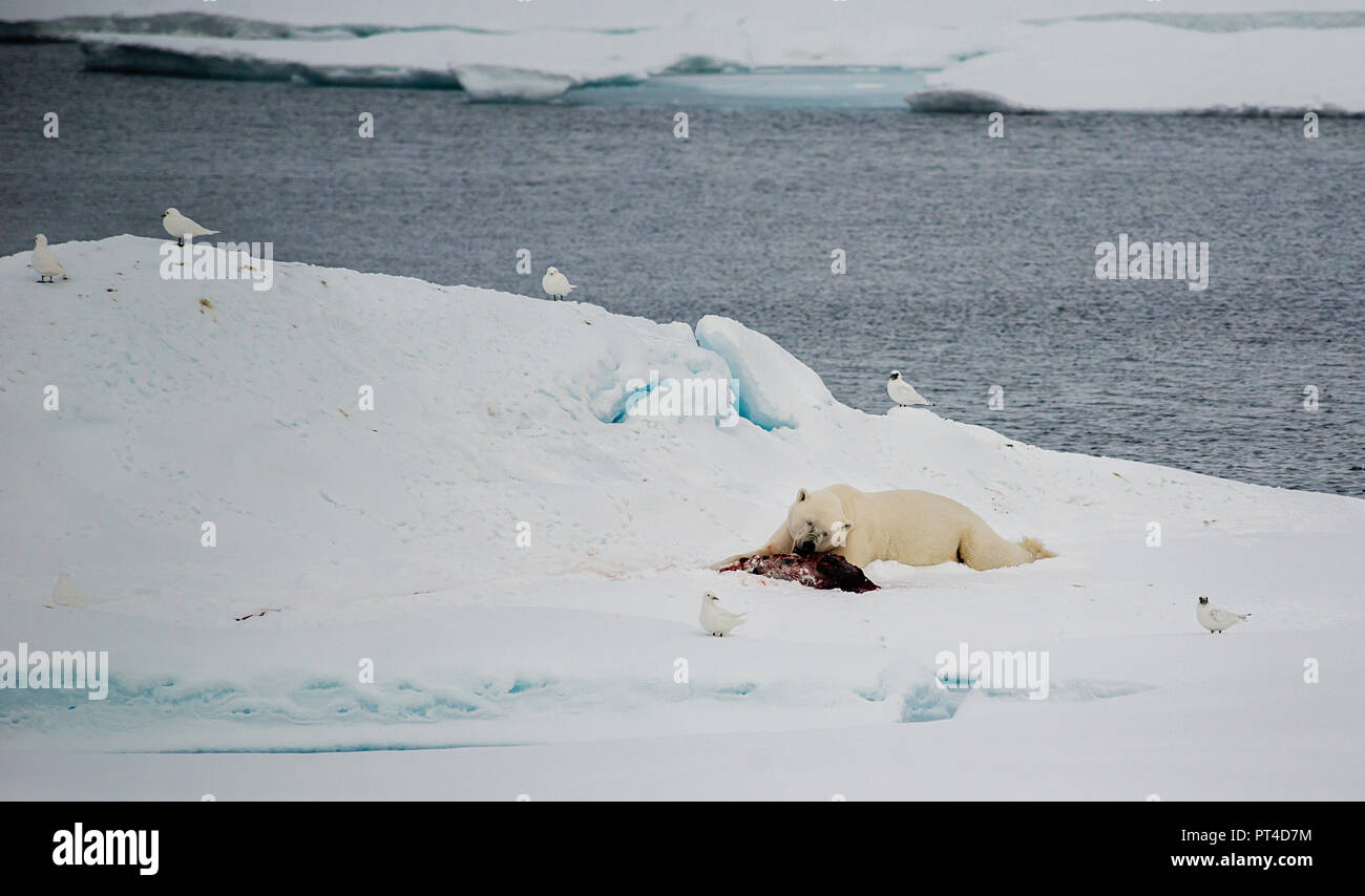 Polar bear feeding on a dead seal, Arctic Ocean north of Svalbard Stock ...