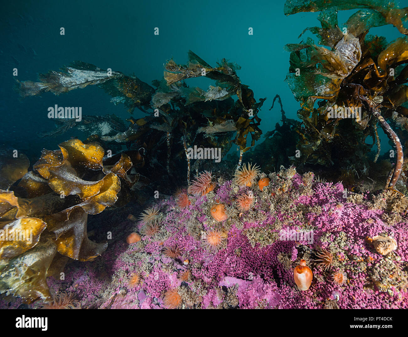 Cold water anemones on a coral reef in Arctic Svalbard Stock Photo - Alamy