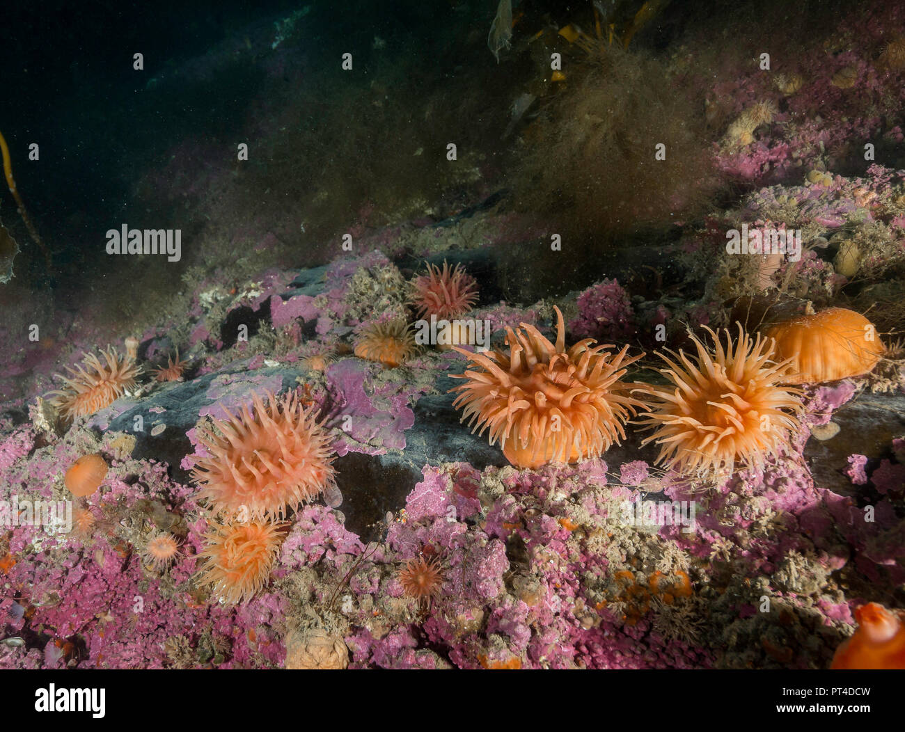 Cold water anemones on a coral reef in Arctic Svalbard Stock Photo - Alamy