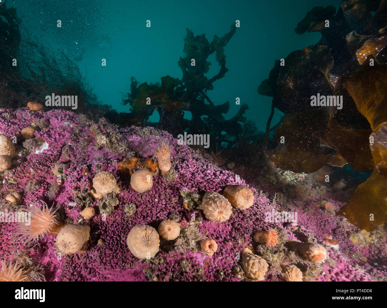 Cold water anemones on a coral reef in Arctic Svalbard Stock Photo - Alamy
