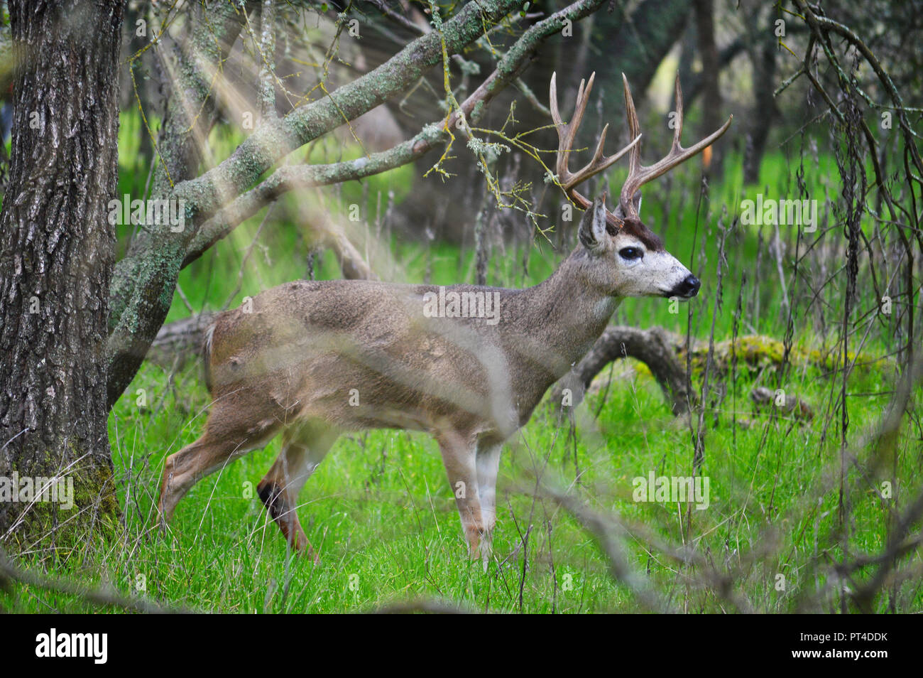 California Coastal Buck Deer Stock Photo - Alamy
