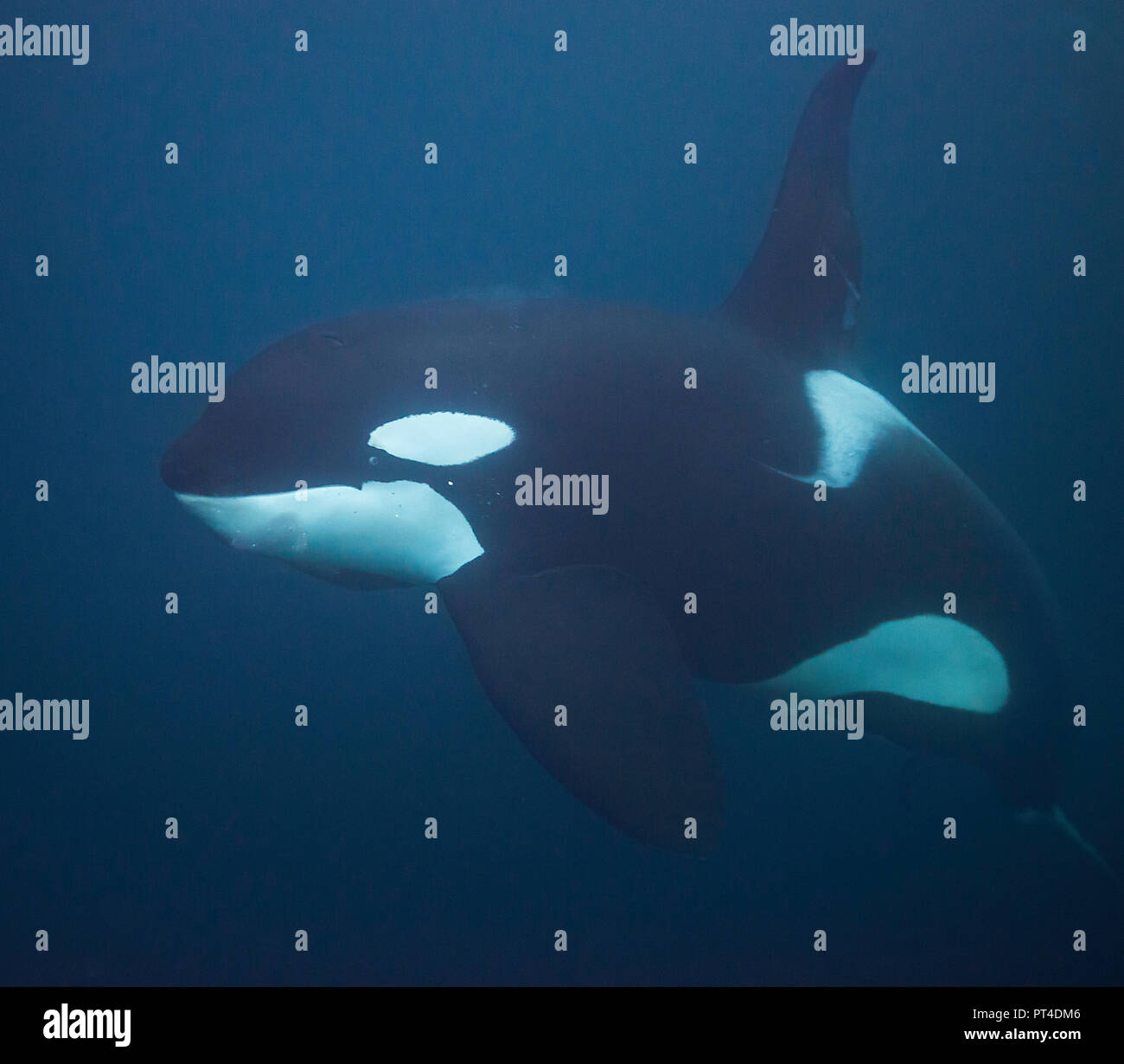 Killer Whales High Resolution Stock Photography and Images - Alamy