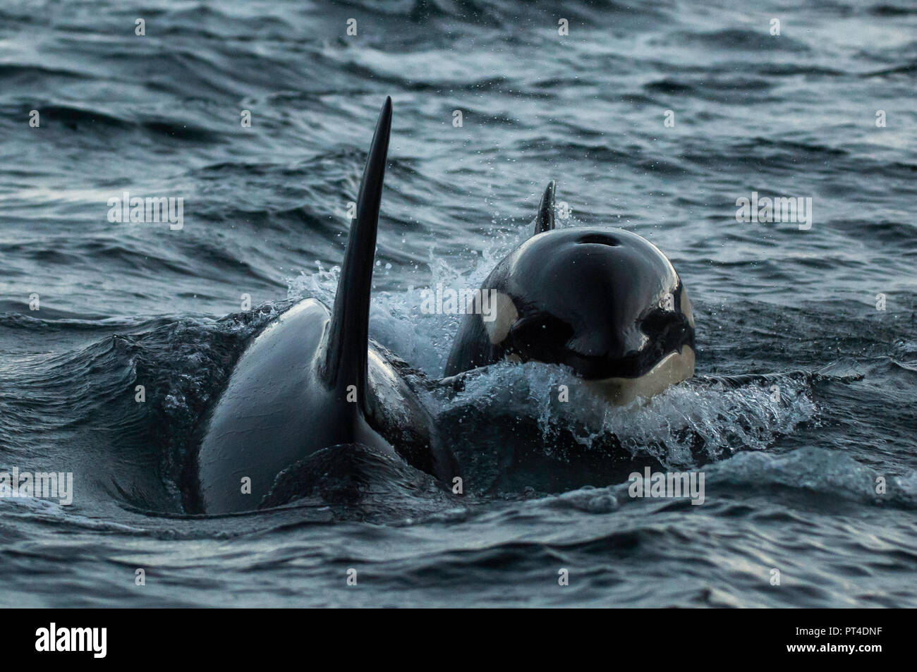 Killer whales feeding on herring caught in the nets of fishing trawlers ...