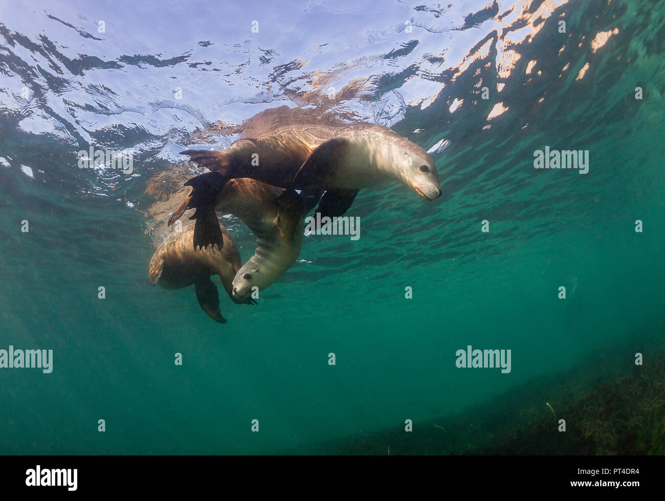 Australian sea lions, Neptune Islands, South Australia Stock Photo - Alamy
