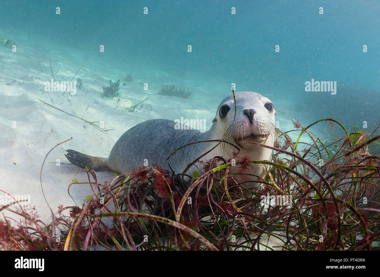Australian sea lions, Neptune Islands, South Australia Stock Photo - Alamy