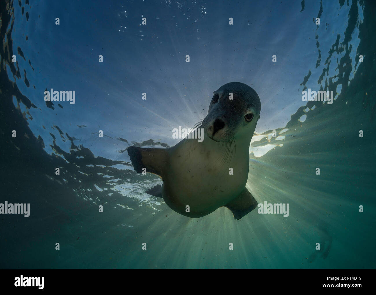 Australian sea lions, Neptune Islands, South Australia Stock Photo - Alamy