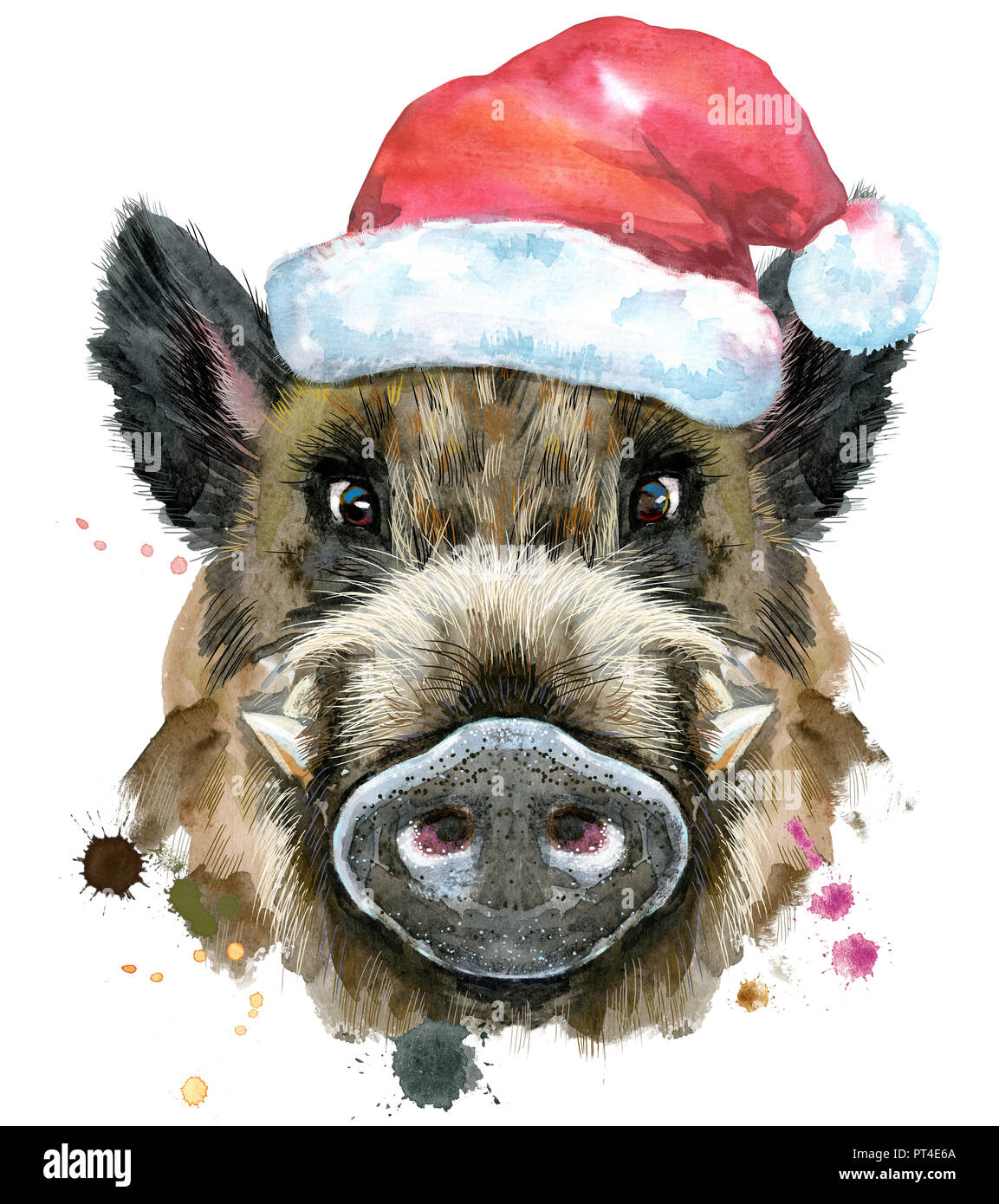 Watercolor portrait of wild boar in Santa hat Stock Photo - Alamy
