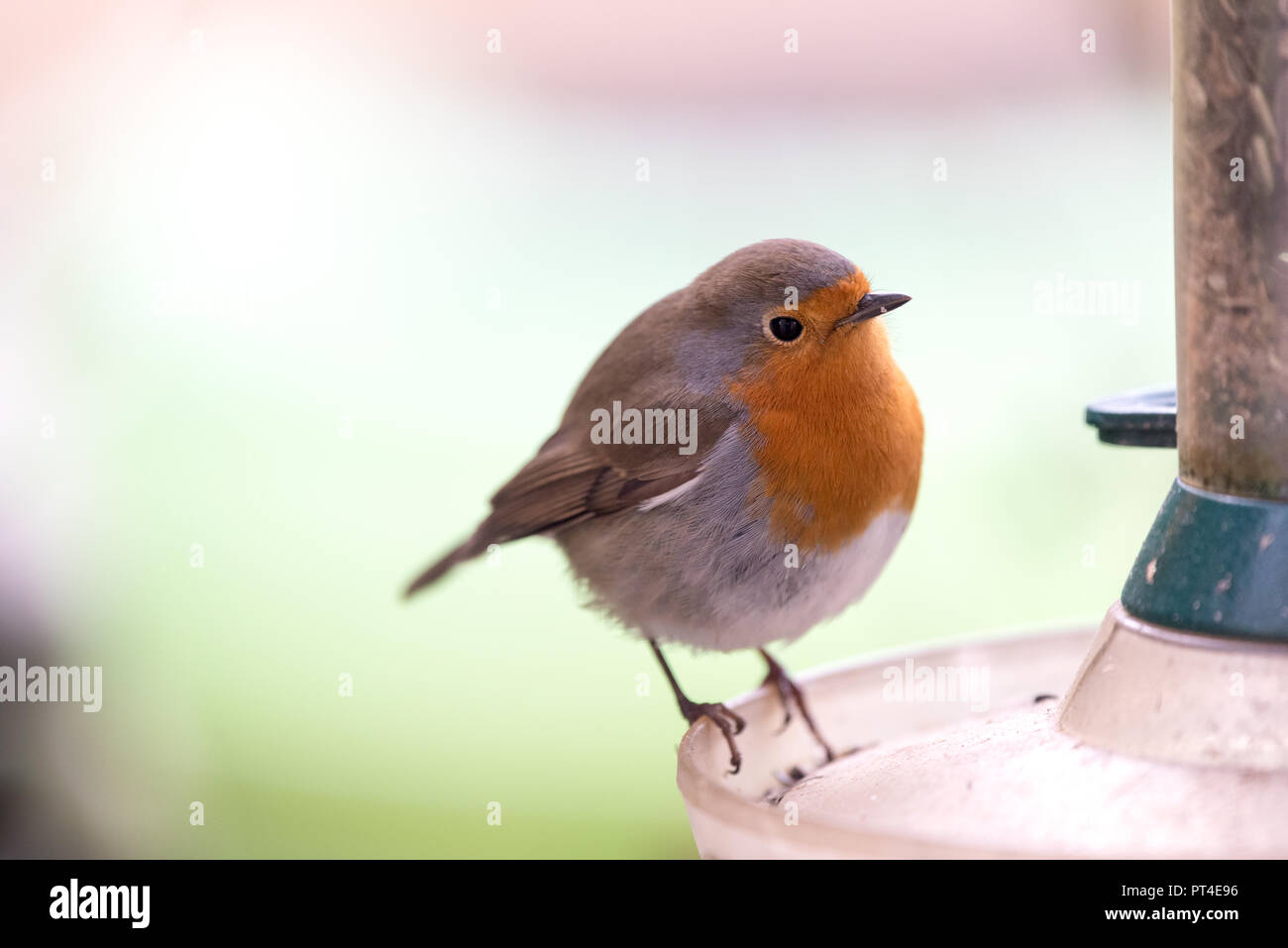 Robin bird table hi-res stock photography and images - Alamy