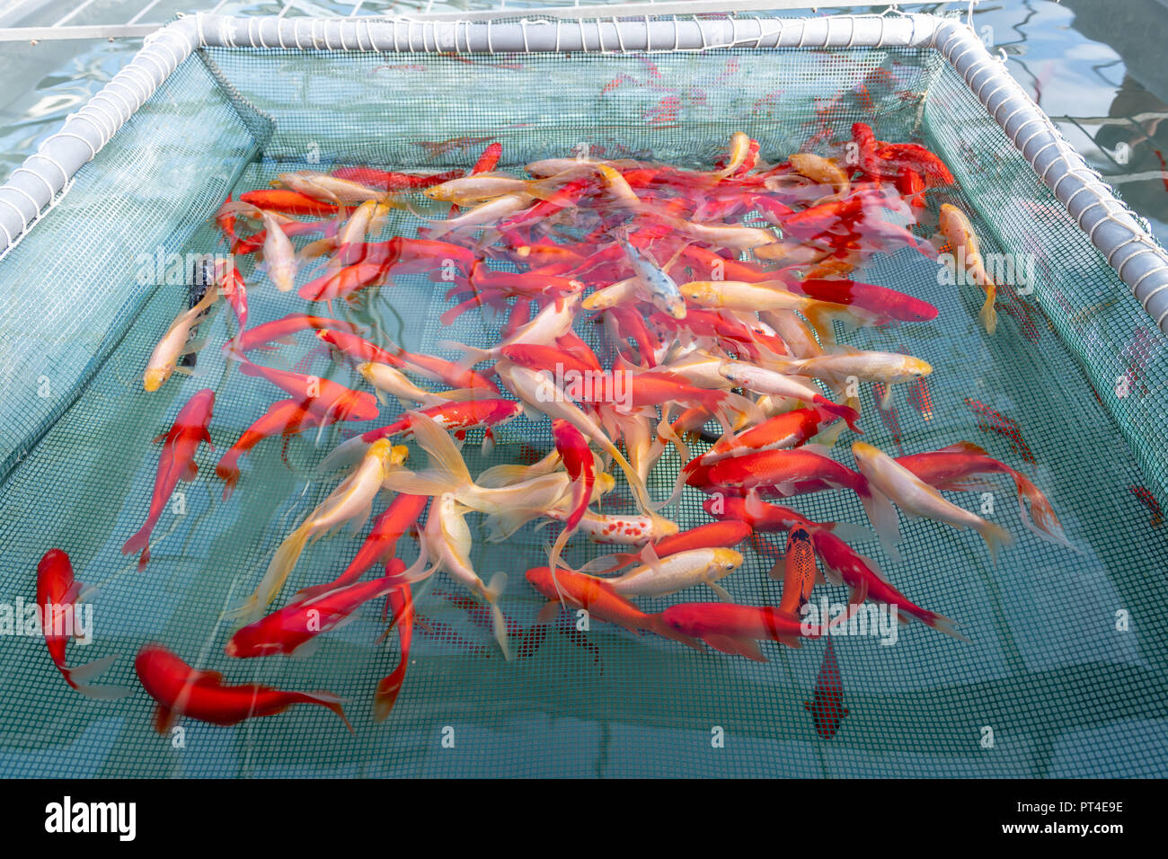 Fish breeder hi-res stock photography and images - Alamy