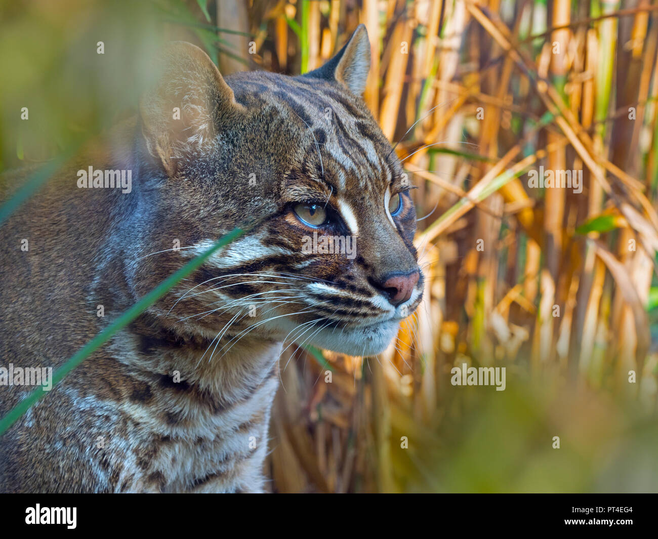 Portrait of an Asian golden cat Catopuma temminckii Stock Photo - Alamy