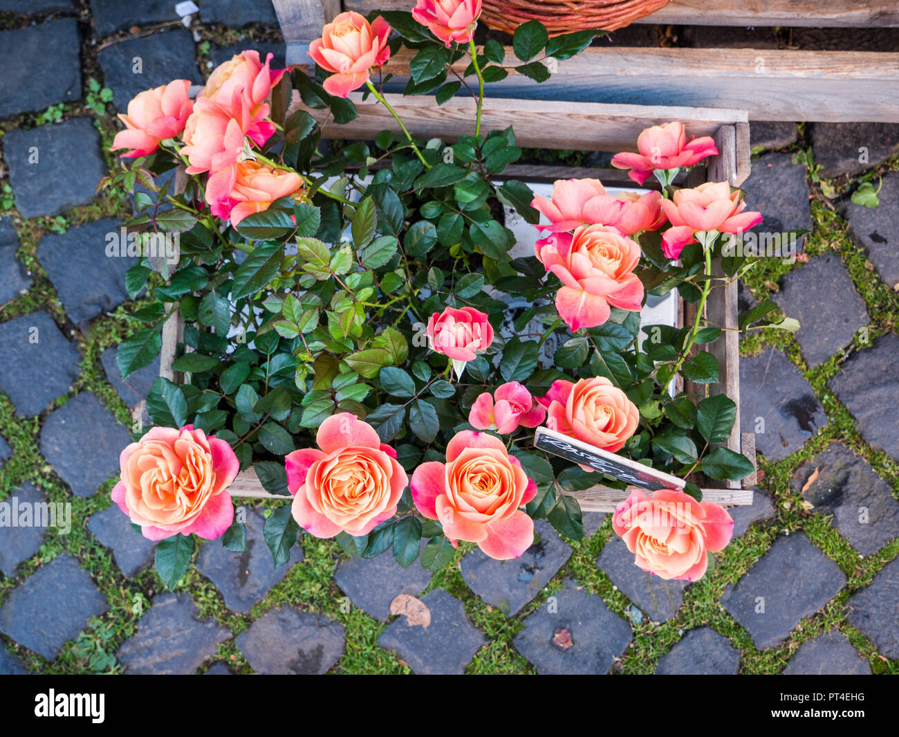Flower shops hi-res stock photography and images - Alamy