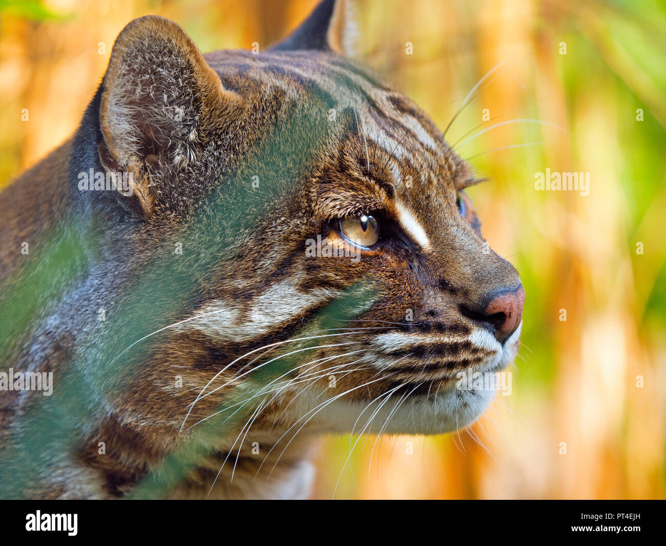 Portrait of an Asian golden cat Catopuma temminckii Stock Photo - Alamy