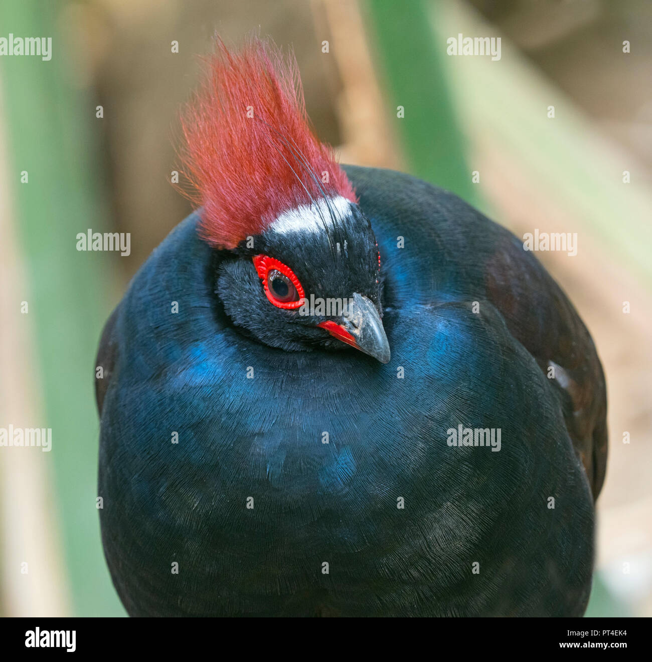Crested Partridge Stock Photos & Crested Partridge Stock Images - Alamy